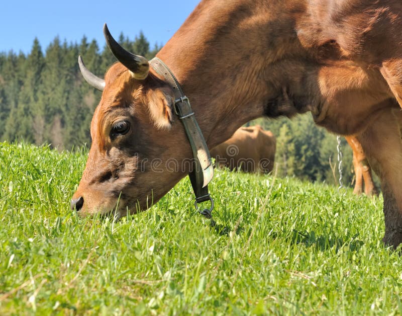 Grazing in pasture stock photo. Image of grass, livestock - 40103222