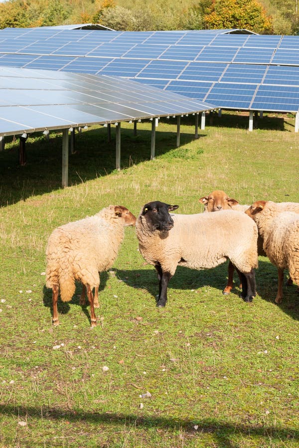 Grazing Photovoltaic Systems with Sheep Stock Photo - Image of industry ...