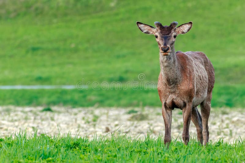 Grazing Red Deer Stag in Fresh Spring Meadow Stock Photo - Image of ...