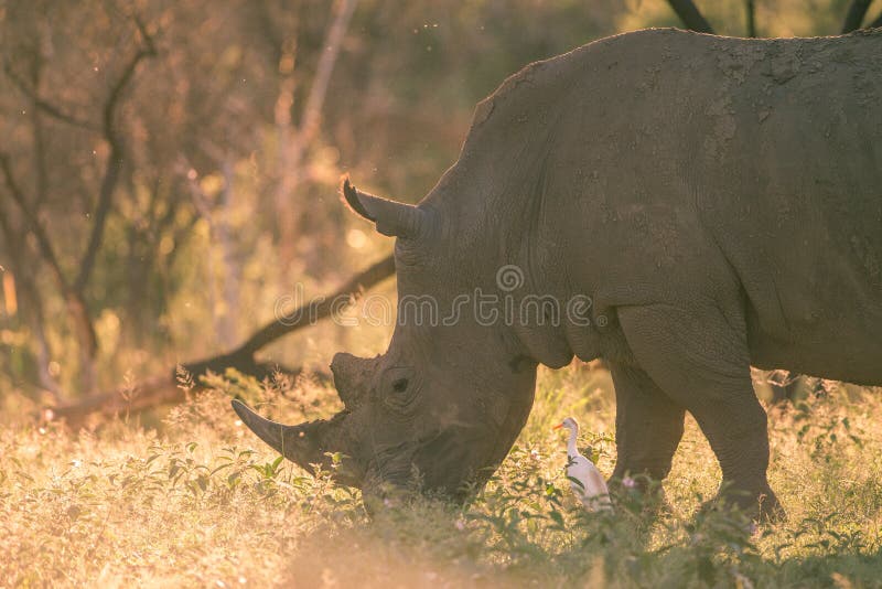 African White Rhino Side Profile Stock Photos - Free & Royalty-Free ...