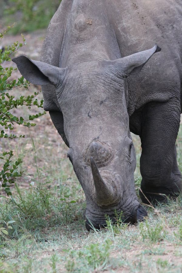 Grazing Rhino stock photo. Image of rhino, grass, hearing - 68356212