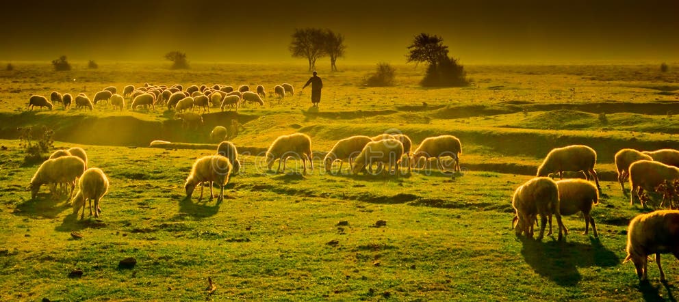 1,097 Sheep Herder Clipart Stock Photos - Free & Royalty-Free Stock ...