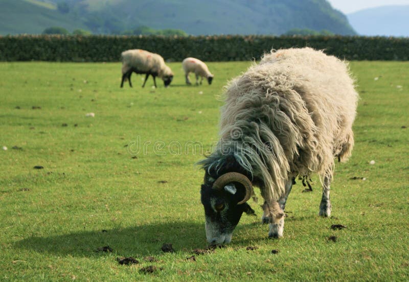 Grazing Sheep stock image. Image of three, outdoors, wild - 14708173