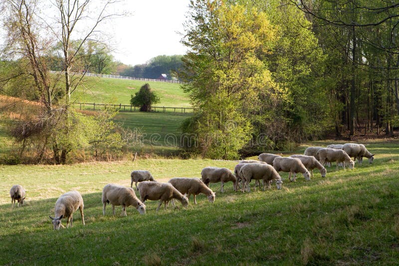 Grazing Sheep stock image. Image of graze, land, meadow - 20009675