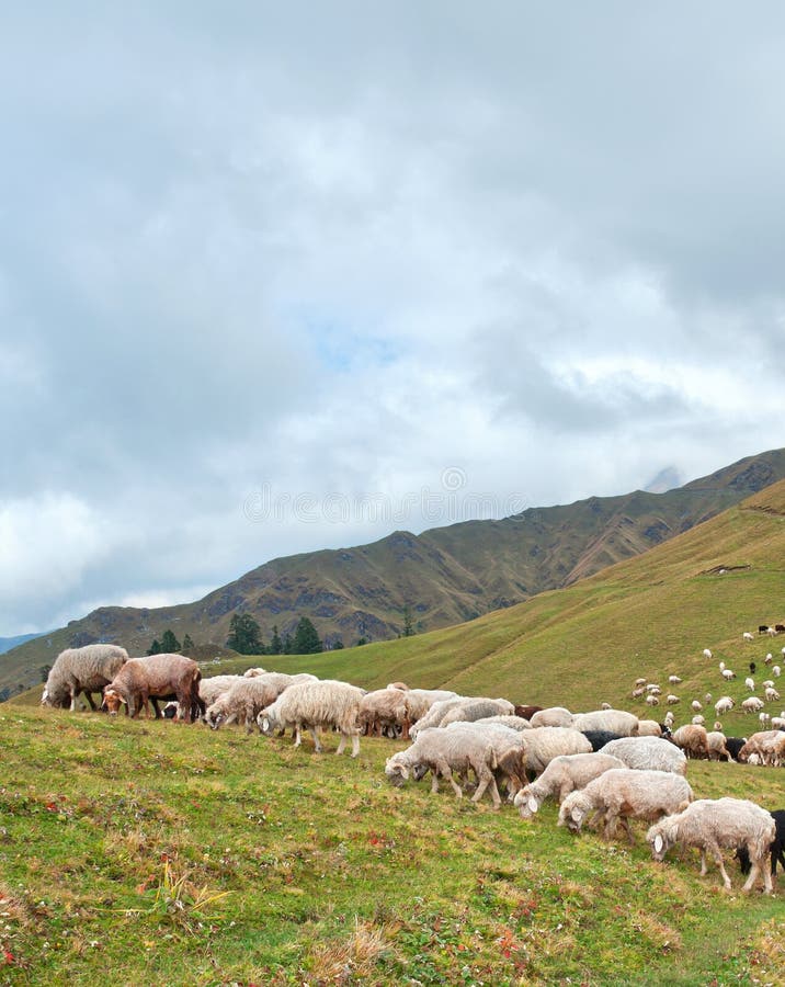 Grazing sheep stock image. Image of green, farm, graze - 29226257
