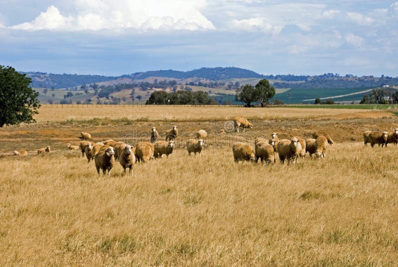 Grazing sheep stock image. Image of approaching, fine - 4190235