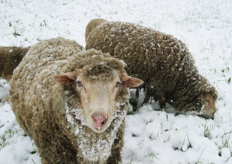 276 Month May Scenery Stock Photos - Free & Royalty-Free Stock Photos ...