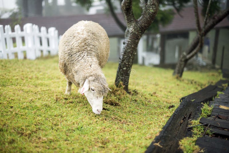 505 Taiwan Sheep Stock Photos - Free & Royalty-Free Stock Photos from ...