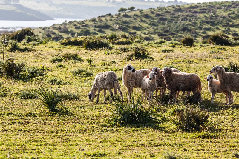 Grazing sheep stock photo. Image of head, grazing, native - 31143758