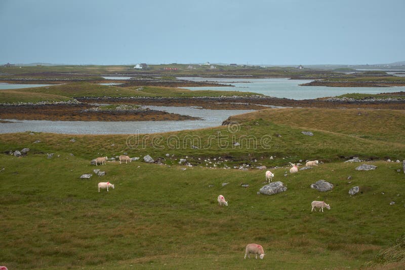 Grazing Sheep on the Isle of Harris Stock Photo - Image of scenic ...