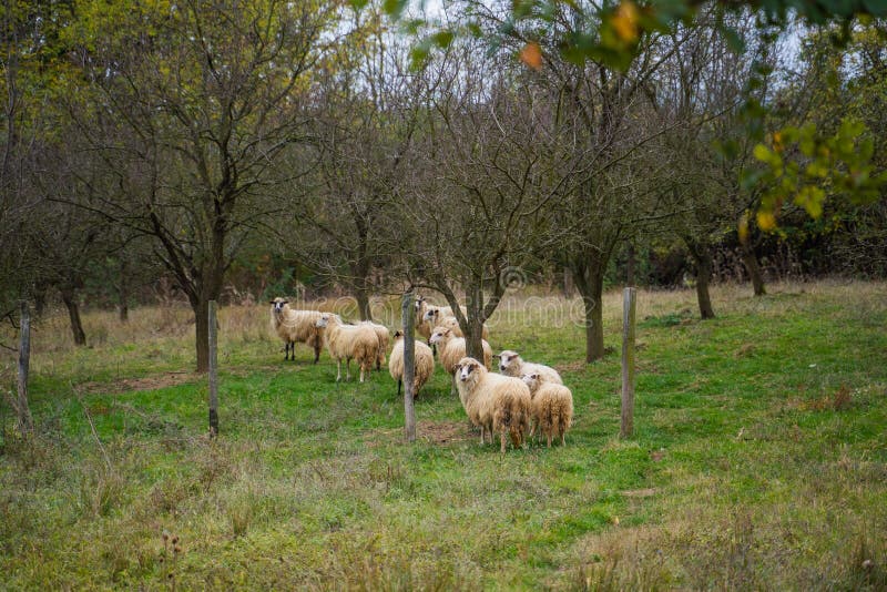 Flock of sheep in a field stock image. Image of country - 221717671