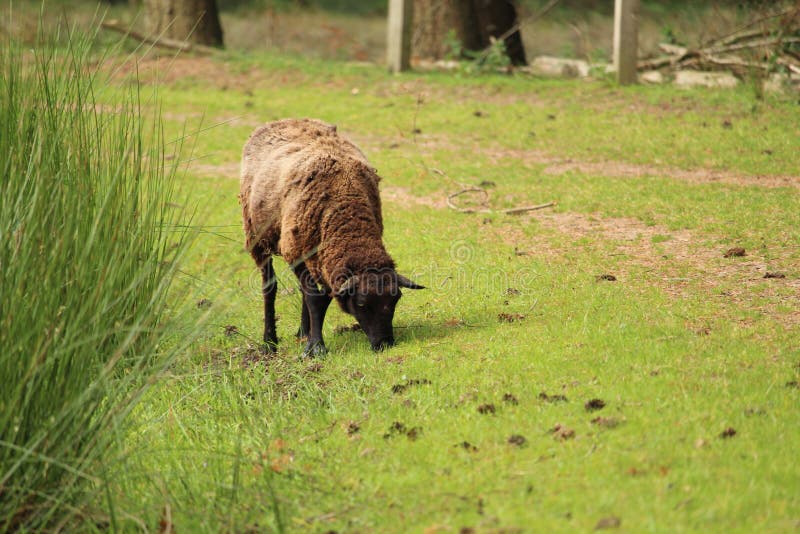 Grazing Sheep stock photo. Image of animals, green, young - 116874660