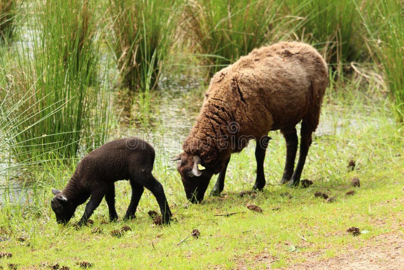 Grazing Sheep stock image. Image of young, grass, forest - 116874879