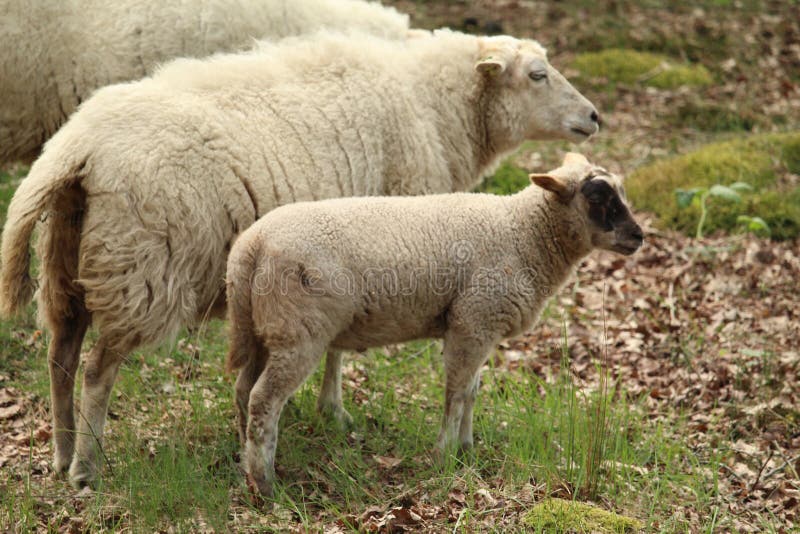 Grazing Sheep stock photo. Image of isolated, forest - 116877158
