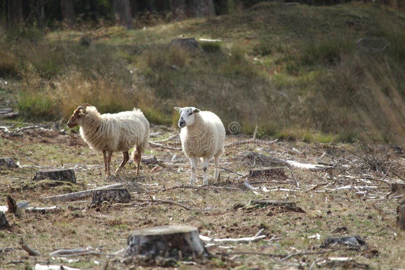 Grazing Sheep stock photo. Image of animal, mammal, white - 129446014