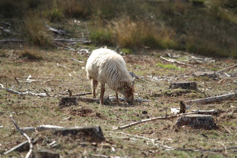 Grazing Sheep stock image. Image of mammal, young, field - 129446431