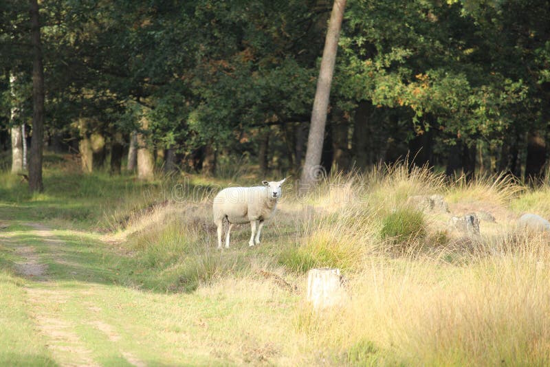 Grazing Sheep stock image. Image of grazing, sheep, grass - 129448951