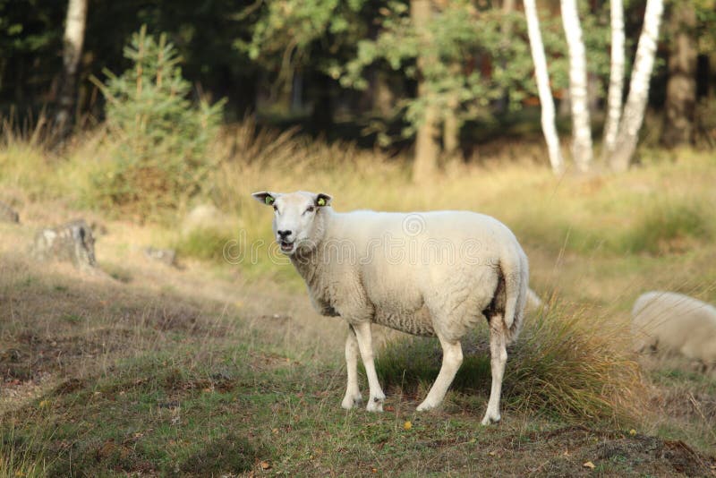 Grazing Sheep stock image. Image of animals, sheep, mammal - 129449037