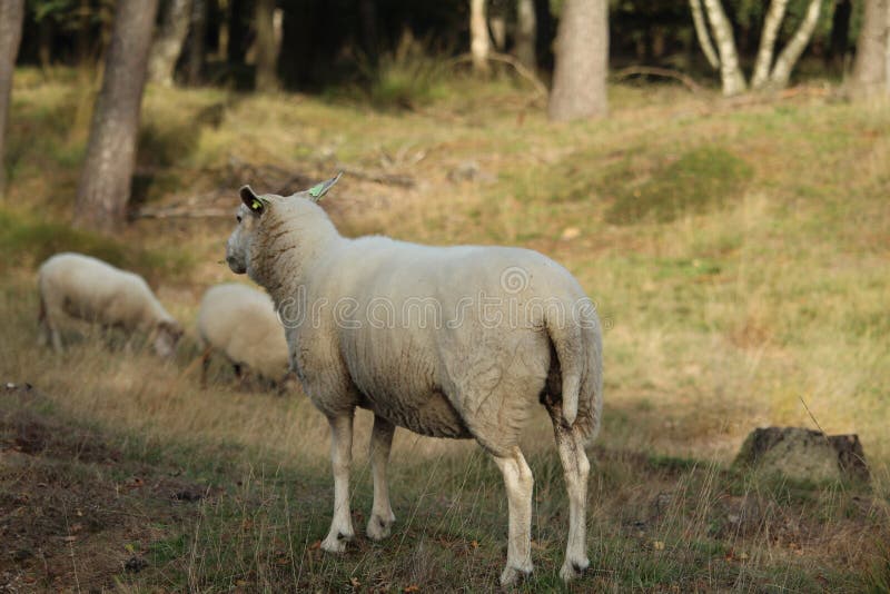 Grazing Sheep stock photo. Image of sheep, bear, young - 129449180