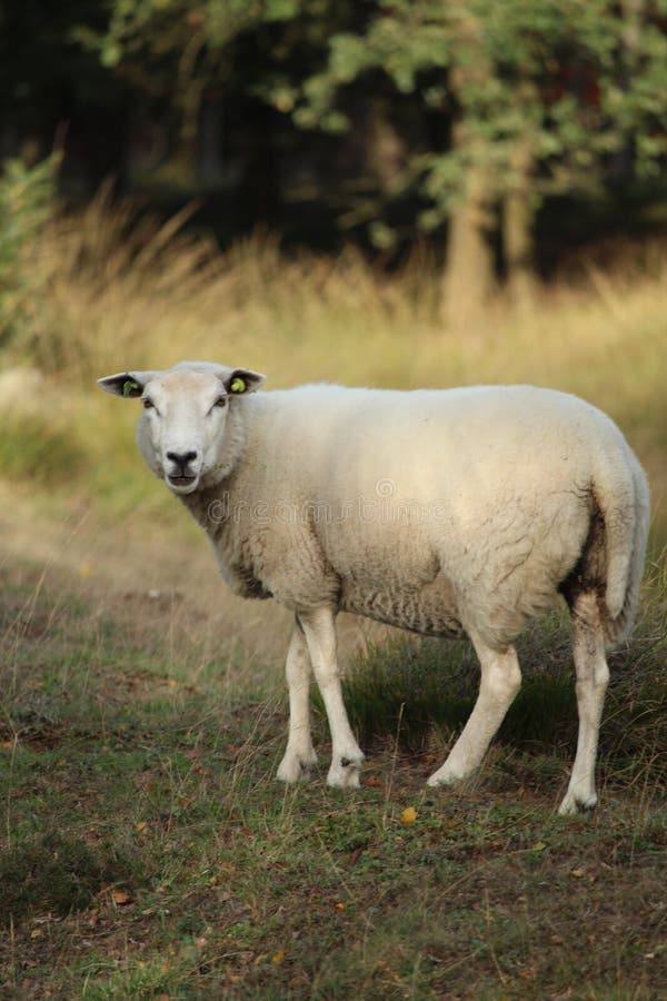 Grazing Sheep stock photo. Image of forest, white, bear - 129449182