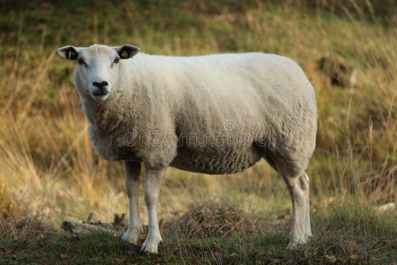 Grazing Sheep stock photo. Image of animal, green, cute - 129449280