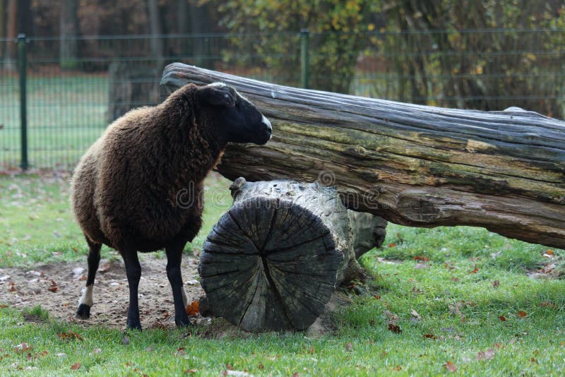Grazing Sheep stock photo. Image of forest, bear, mammal - 131584956