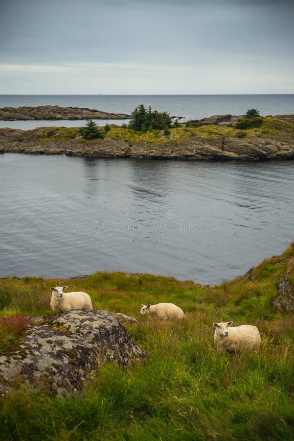 Grazing sheep in port. stock photo. Image of green, port - 83626568