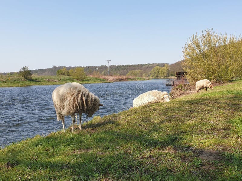 Grazing Sheep at the Riverside in Spring Stock Photo - Image of browse ...