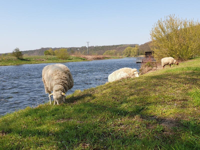Grazing Sheep at the Riverside in Spring Stock Image - Image of pasture ...