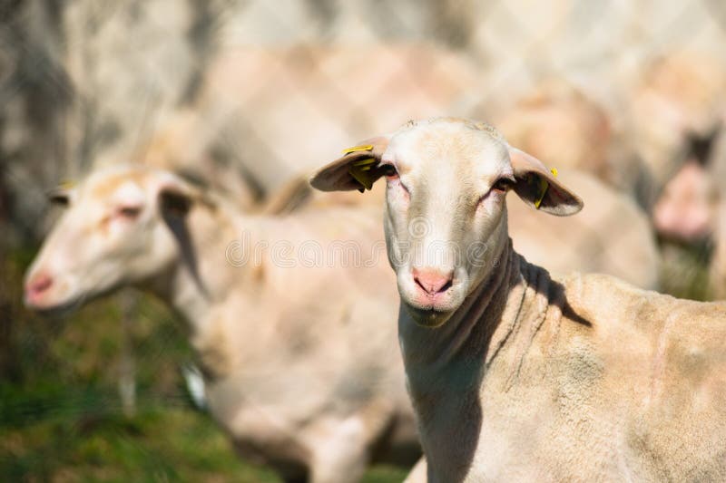 Grazing Sheep, Grazing, View of the Sheep Stock Image - Image of goats ...