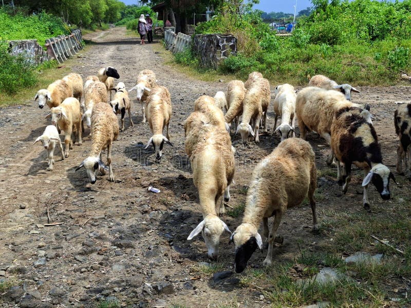 Grazing Sheeps in Country Land West Java Indonesia Stock Photo - Image ...
