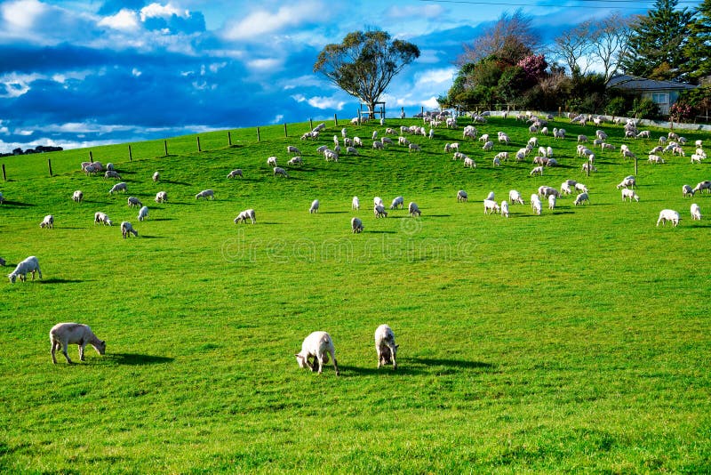 Grazing Sheeps in New Zealand Stock Photo - Image of blue, pasture ...