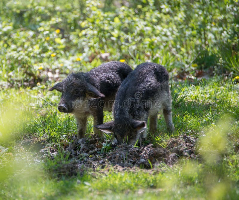 Grazing on the Spring Meadow Little Pigs Stock Image - Image of brood ...