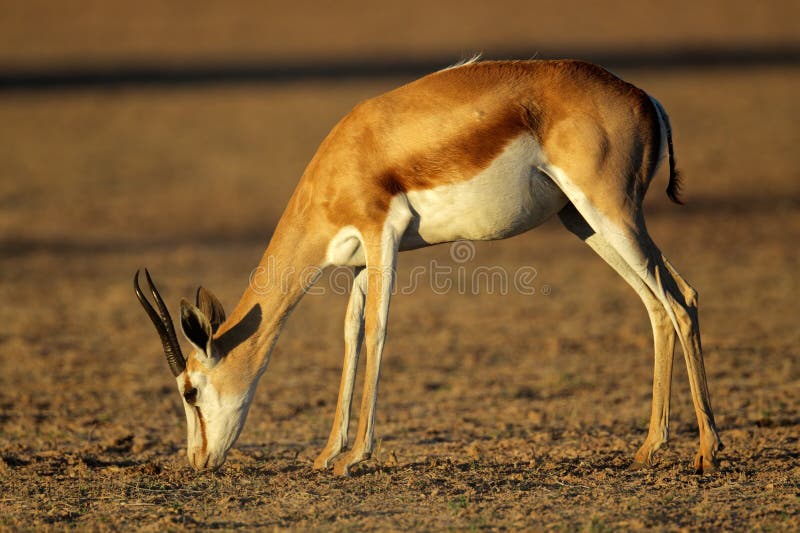Grazing springbok antelope stock image. Image of mammal - 12569317