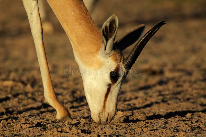 Grazing springbok antelope stock image. Image of mammal - 12569317