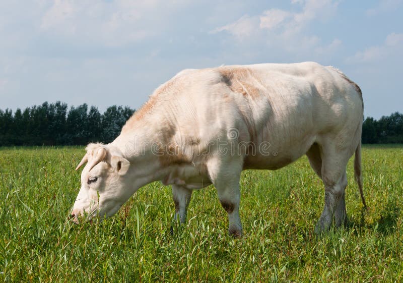 Fat white cow stock image. Image of eartag, relax, field - 14144597