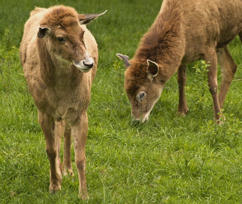 Tibetan antelope stock photo. Image of chiru, hodgsoni - 14034584