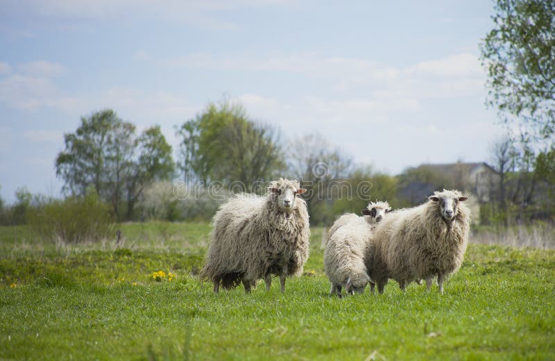 Grazing White Sheep. Herd of Sheep on Meadow Stock Photo - Image of ...