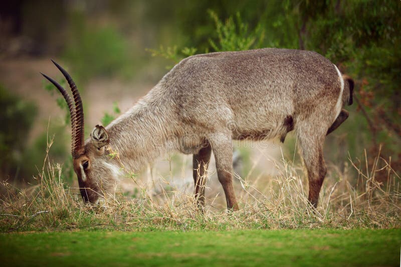 Grazing buck stock image. Image of ears, eating, mammal - 27022313