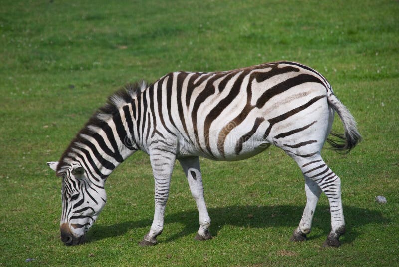 Grazing Zebra stock image. Image of hunting, mammal, profile - 10484557