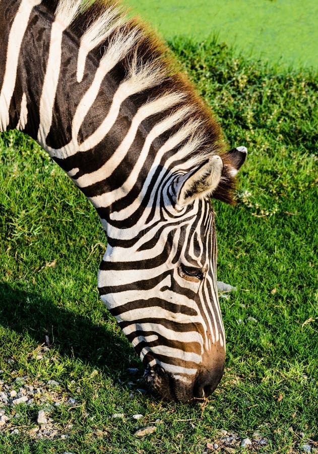 Grazing Zebra stock photo. Image of skin, grazing, mammal - 28048054