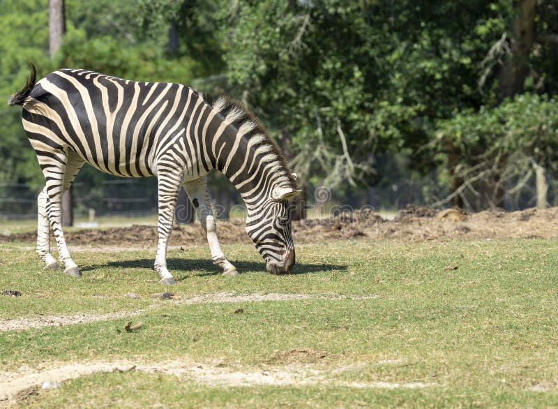 Grazing Zebra stock photo. Image of animal, wildlife - 332975790