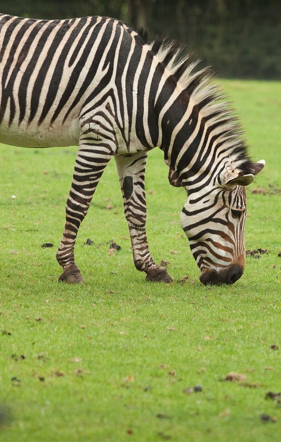 Grazing Zebra stock image. Image of african, stripes - 61518507