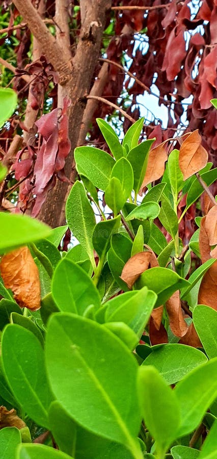 Pichar Stock Photos - Free & Royalty-Free Stock Photos from Dreamstime