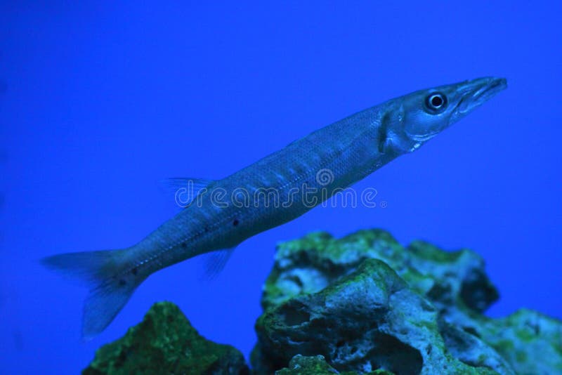 Gread barracuda stock image. Image of nature, animal - 13200193