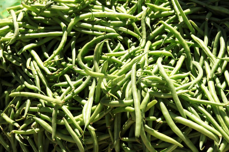 Grean beans stock image. Image of vegetable, agriculture - 26744013