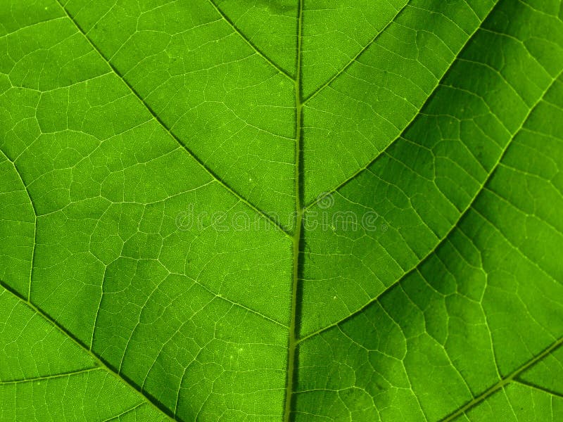 Grean leaf stock image. Image of lines, leaf, color, green - 18248277