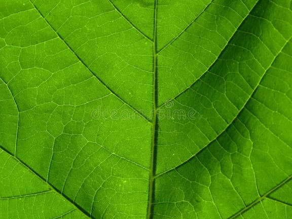 Grean leaf stock image. Image of lines, leaf, color, green - 18248277