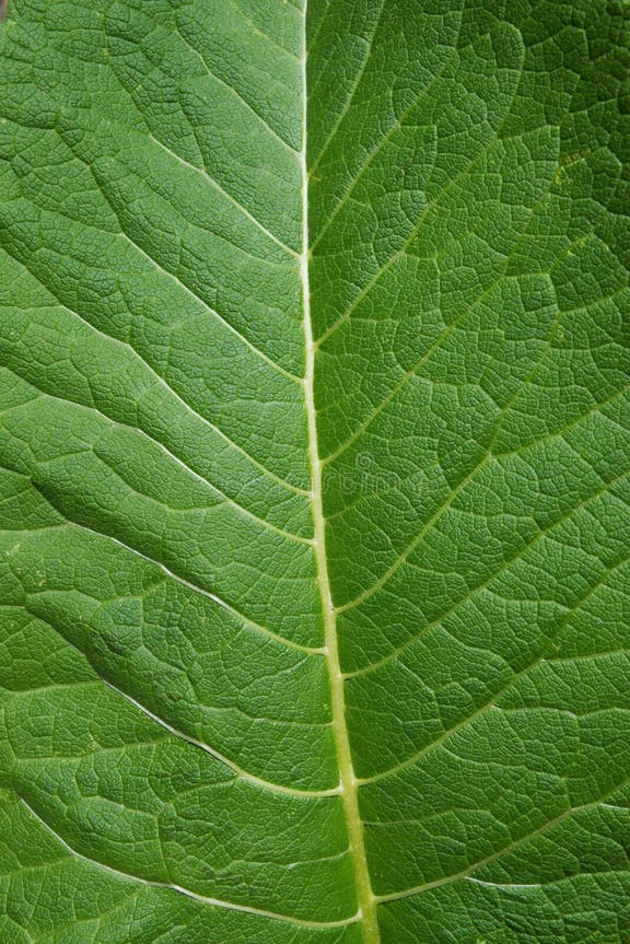 Grean leaf texture stock photo. Image of foliage, detail - 181908404