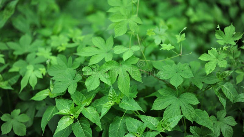 177 Grean Flowers Stock Photos - Free & Royalty-Free Stock Photos from ...